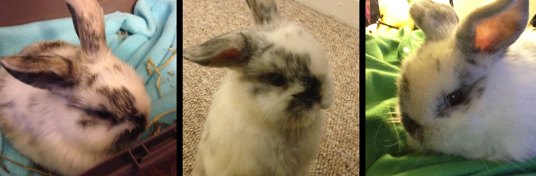 Little Phantom | Barnacle Bart - Theme Parties and Magic Shows!